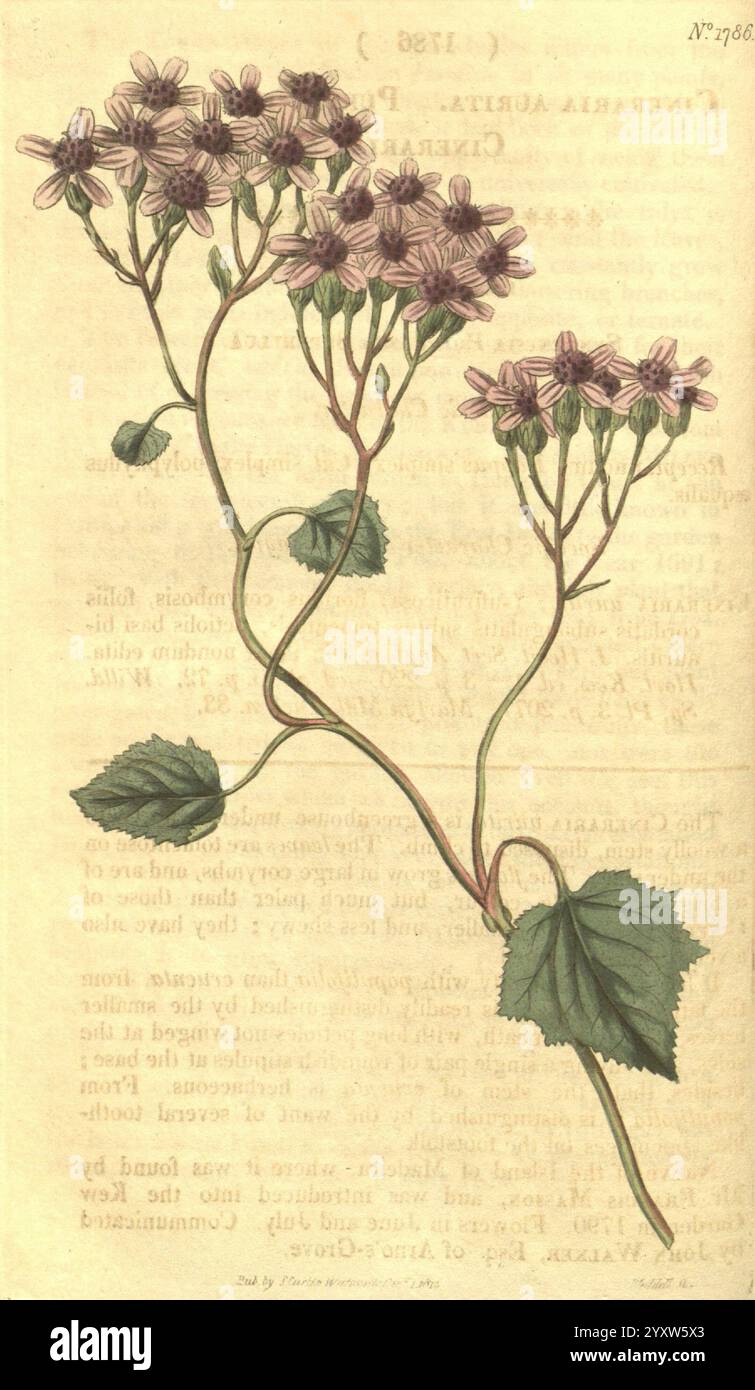 Curtis's Botanical Magazine London New York Botanical Illustration ...