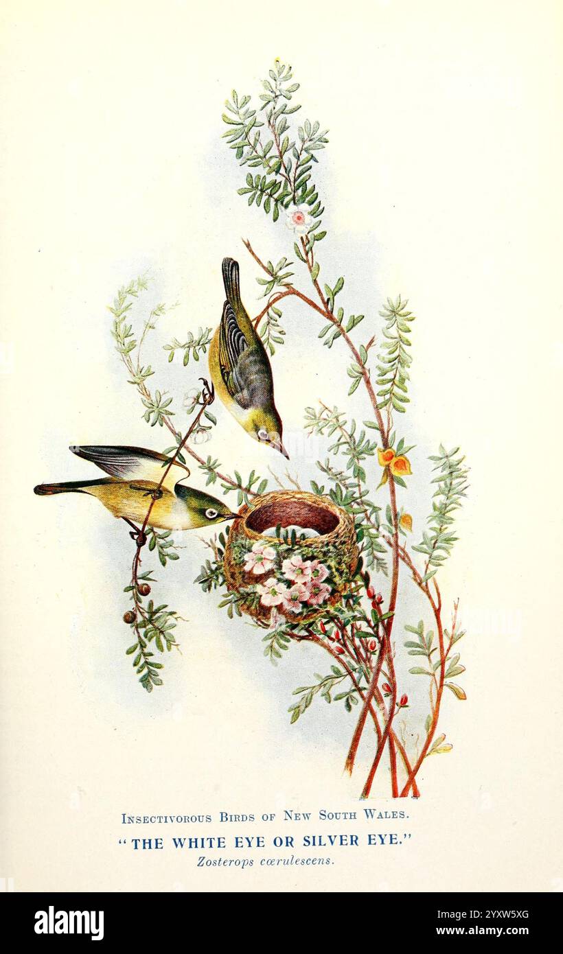 Printer 1921 australia beneficial birds hi-res stock photography and ...