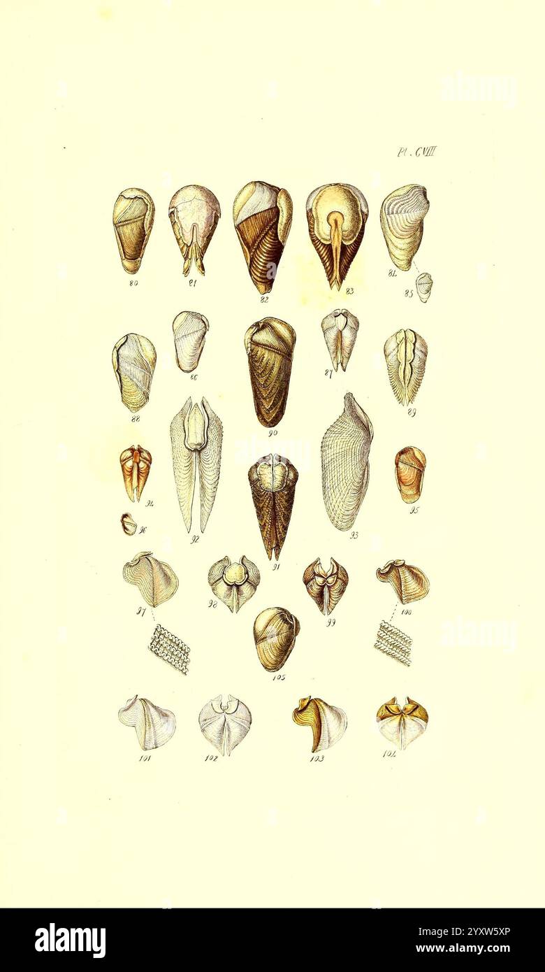 Variations in shell morphology hi-res stock photography and images - Alamy