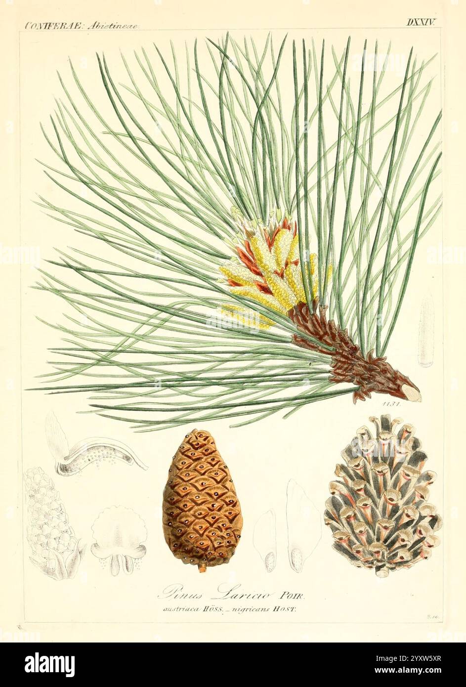 Icones, The illustration features a detailed depiction of a pine tree ...