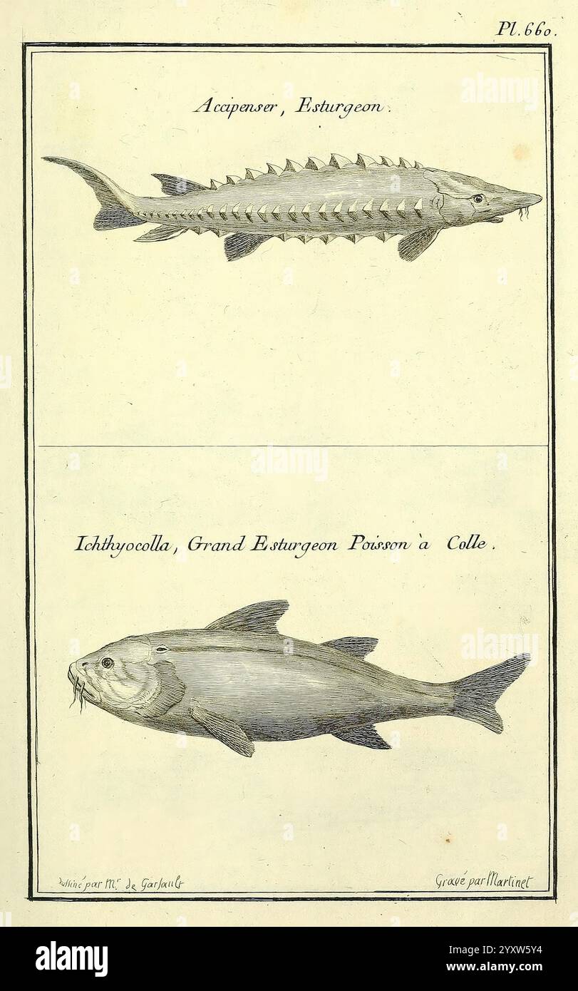 Sturgeon species highlight hi-res stock photography and images - Alamy
