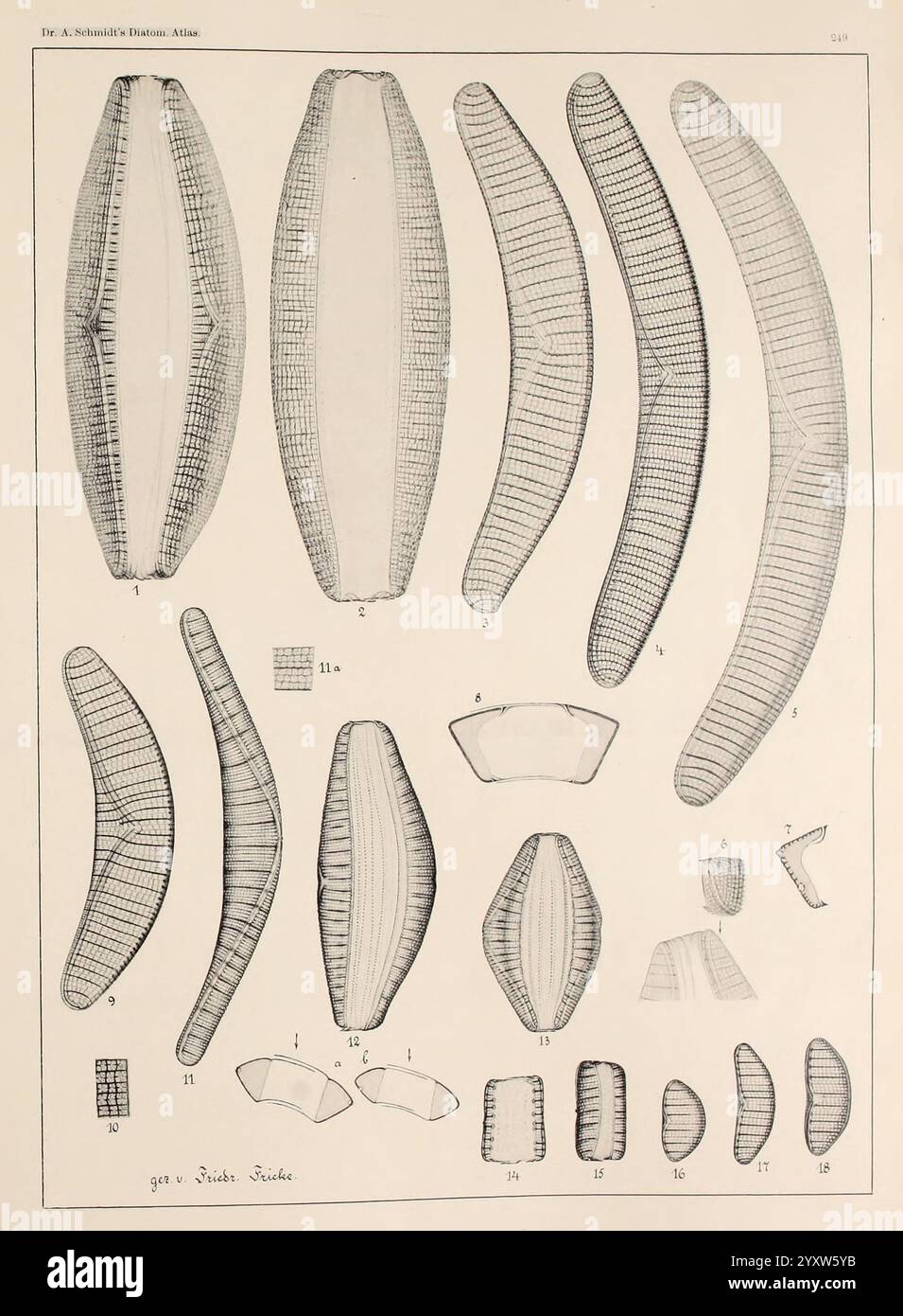 Diatom family hi-res stock photography and images - Alamy