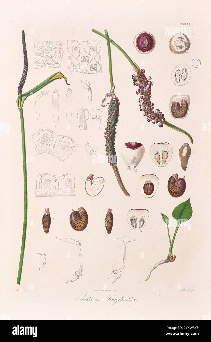 Internal seed anatomy hi-res stock photography and images - Alamy