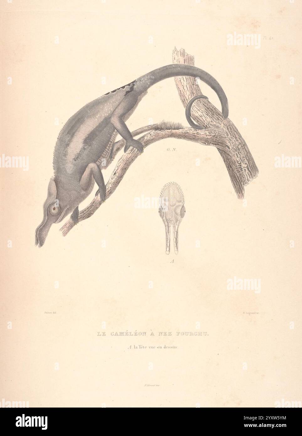 Pendant features unique characteristics hi-res stock photography and ...