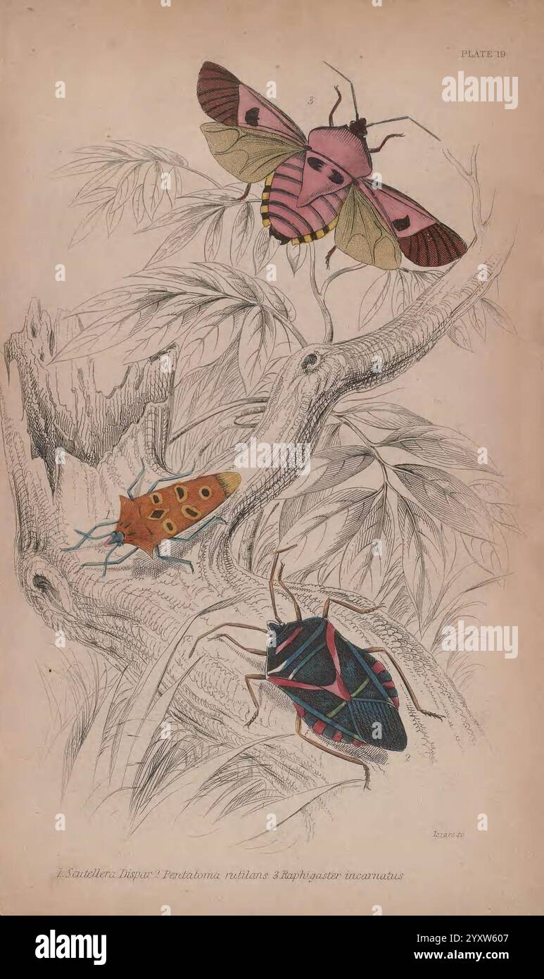 Beetle adds hi-res stock photography and images - Alamy