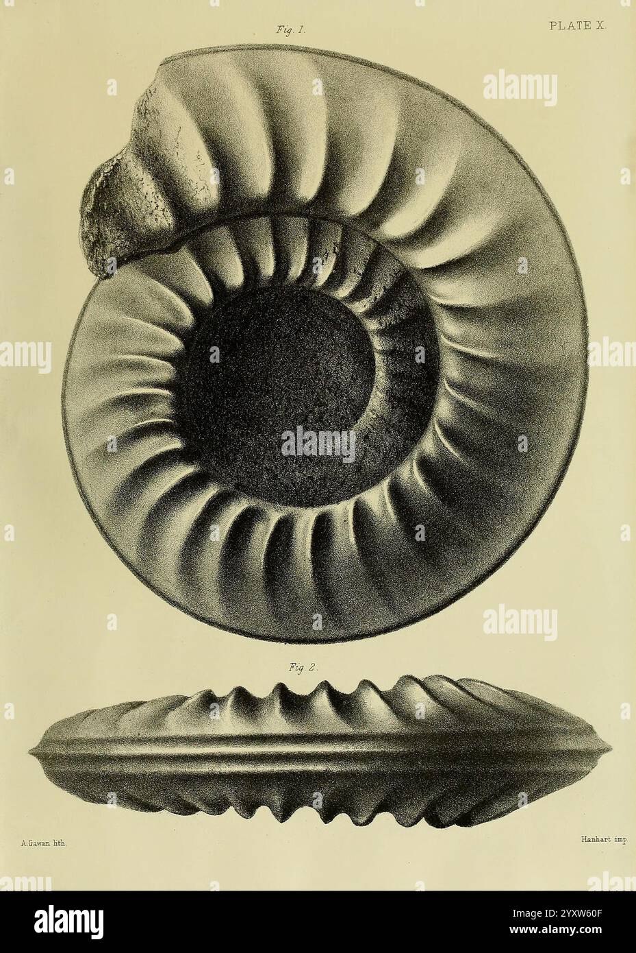 Pronounced coiled structure hi-res stock photography and images - Alamy