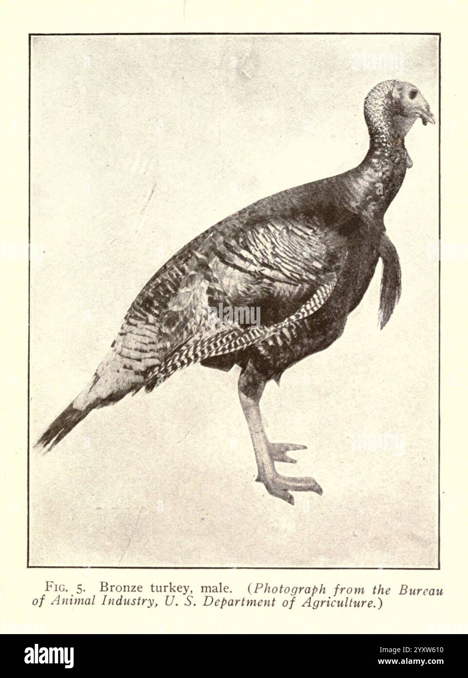 1922 turkeys hi-res stock photography and images - Alamy