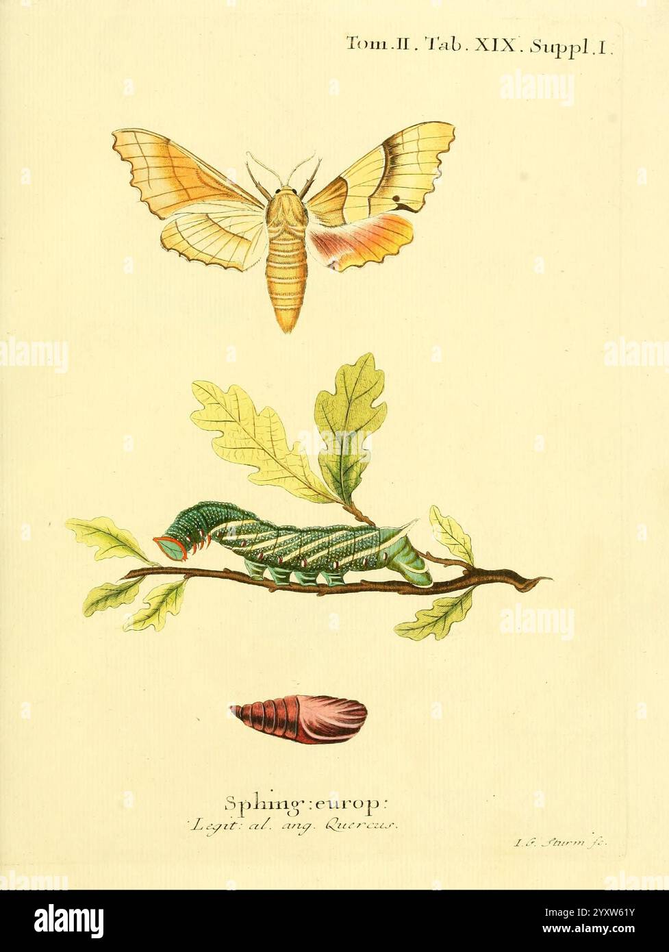 Subtle textures highlight hi-res stock photography and images - Alamy