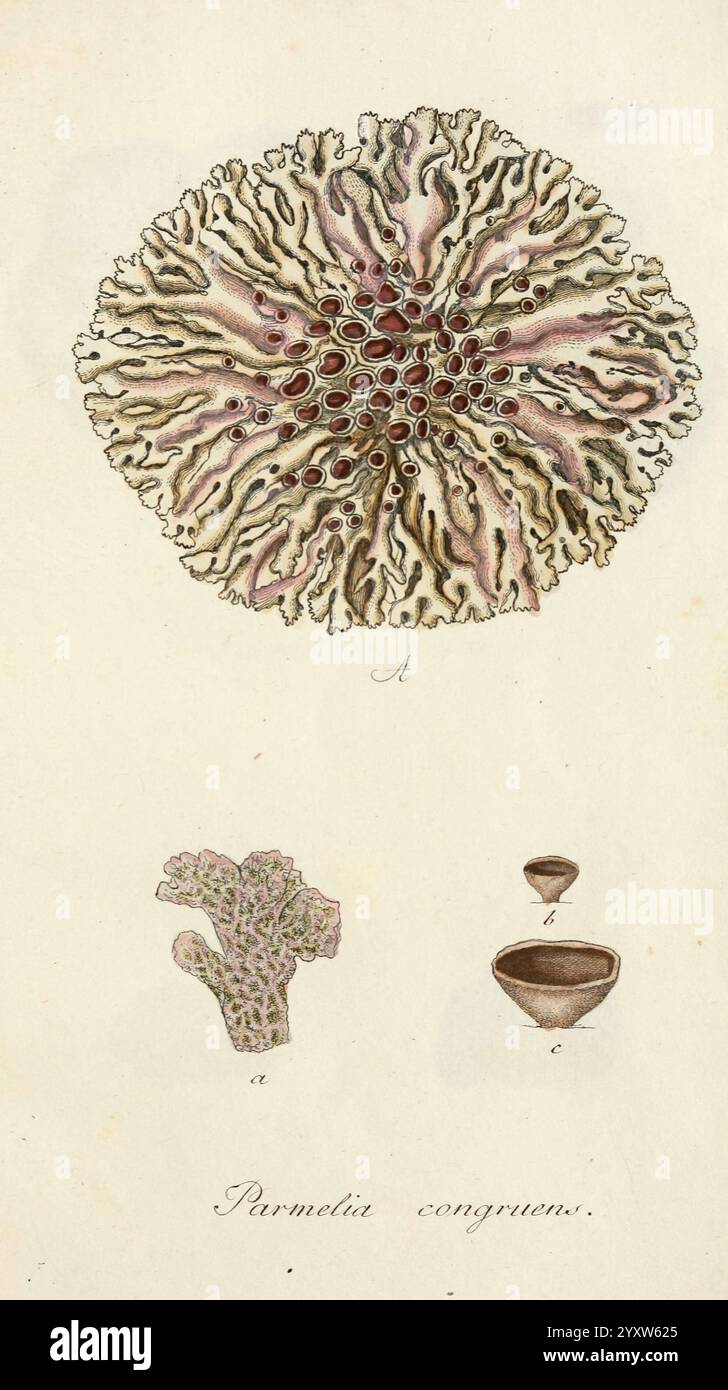 Lichenes Americani Norimbergae, J. Sturm, 1811, America, Lichenes, West ...
