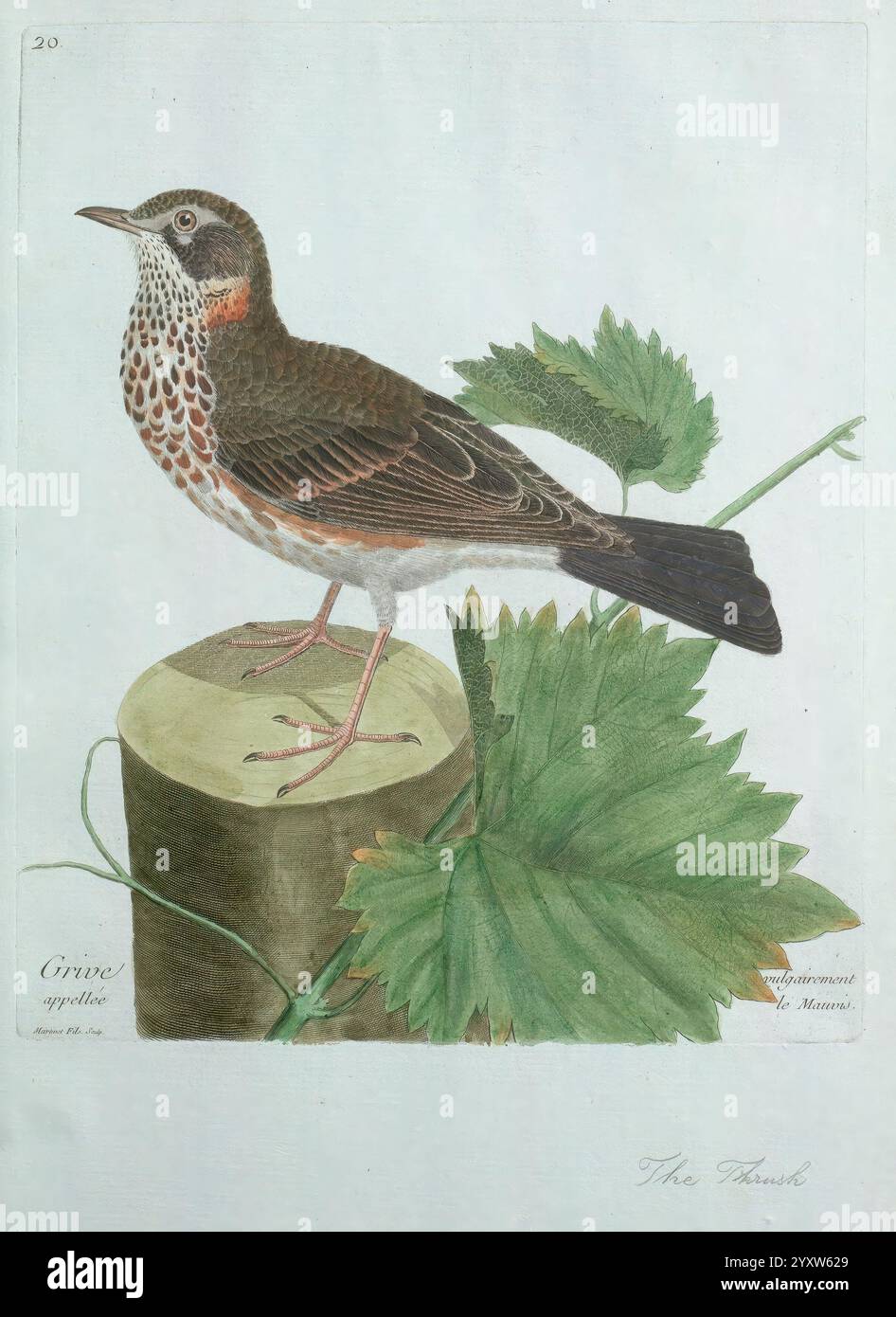 Ornithologie, Paris, The Artist, 1773-1792, birds, pictorial works, A ...