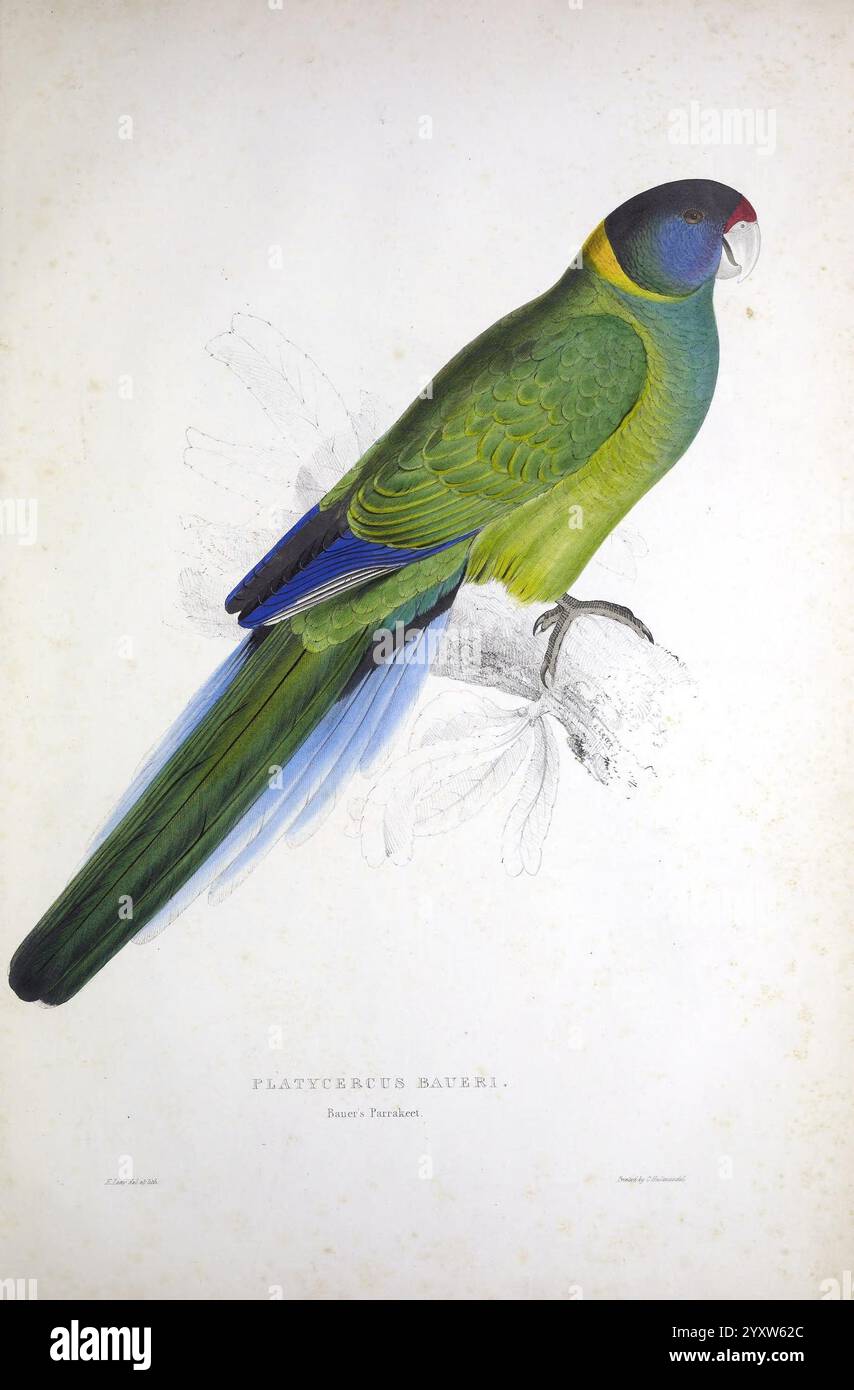 Illustrations of the family of Psittacidae, or parrots, London ...