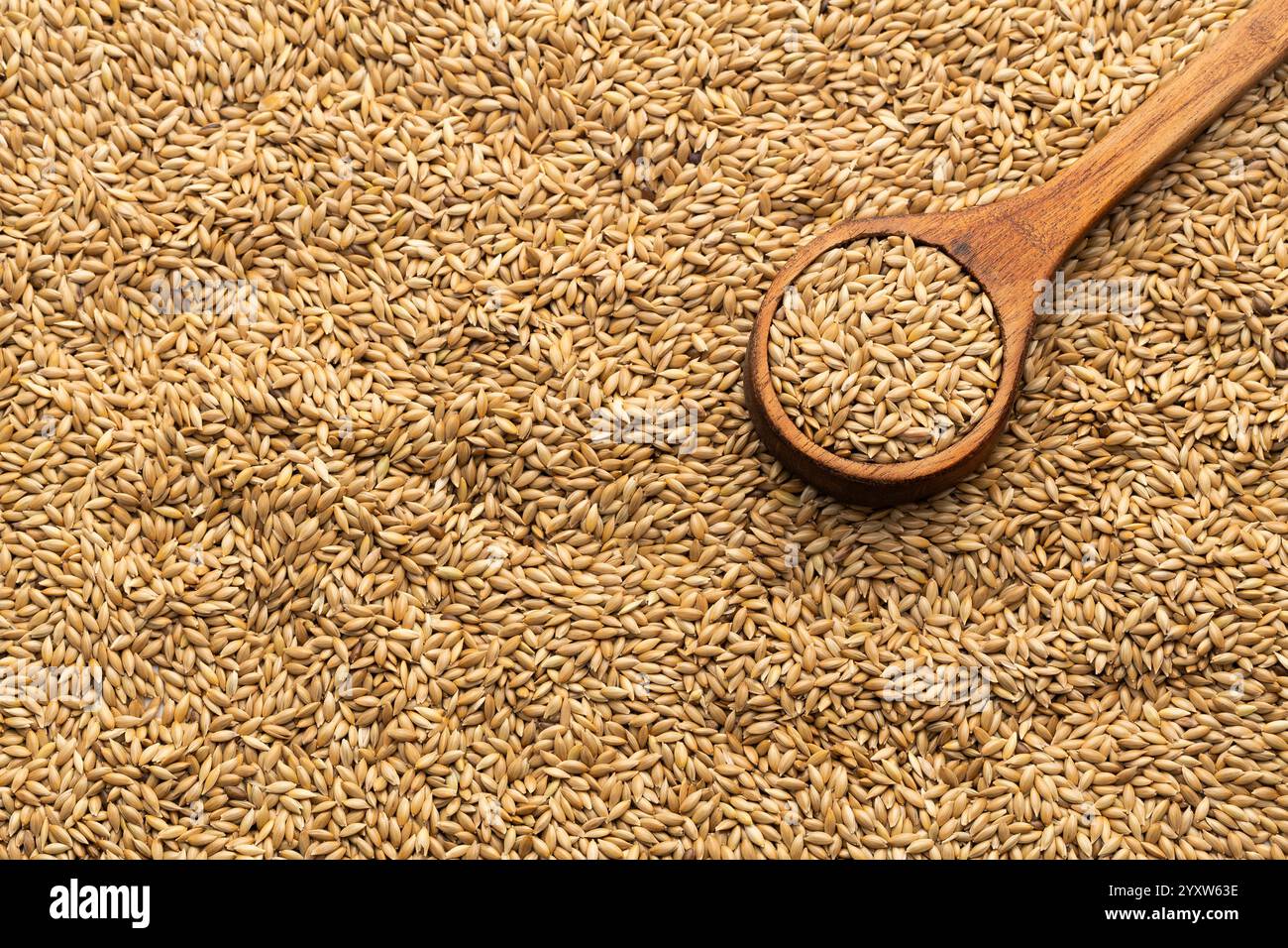 Bird seed food grain - Phalaris canariensis Stock Photo - Alamy