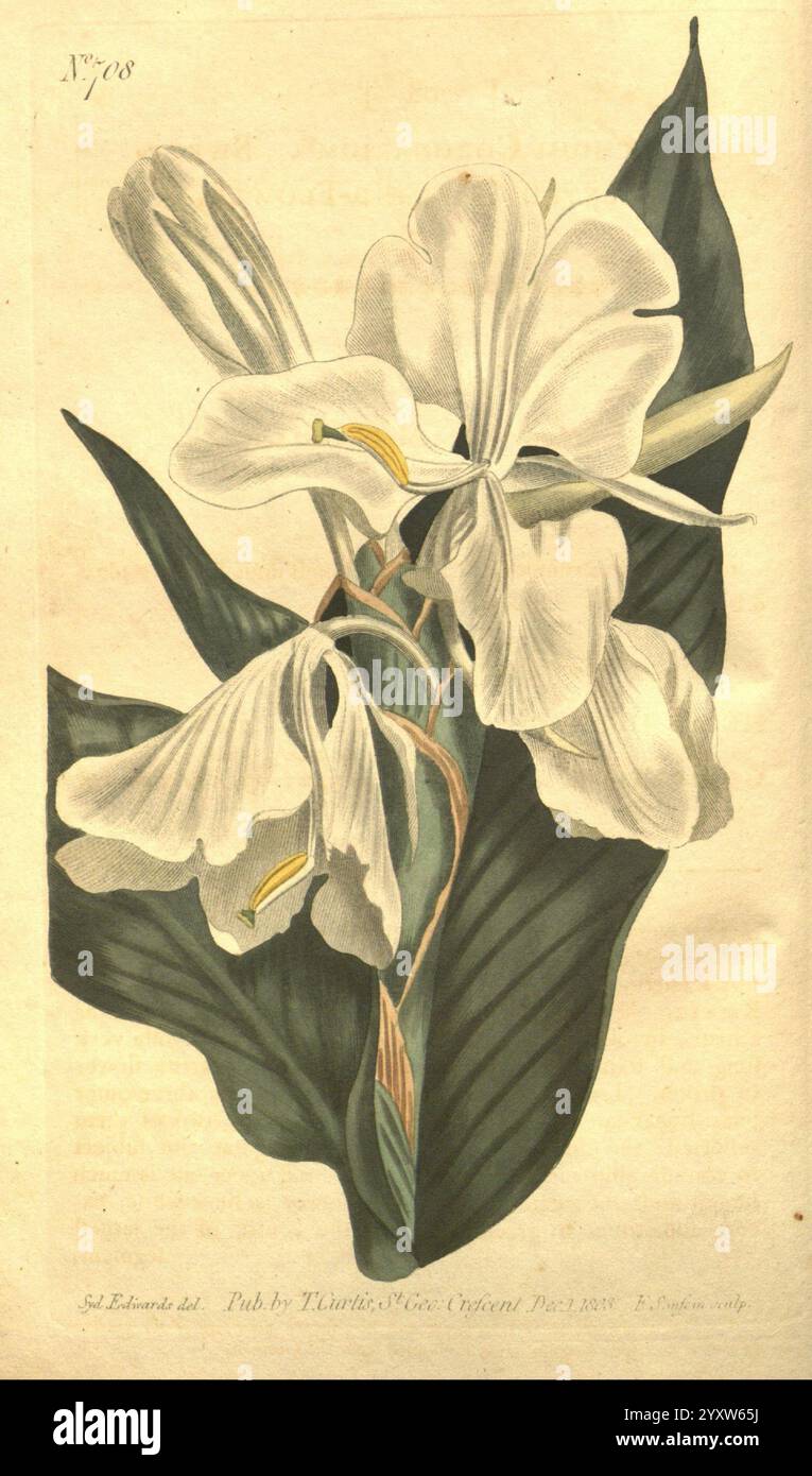 Botany periodicals pictorial works curtis hedychium coronarium t hi-res ...