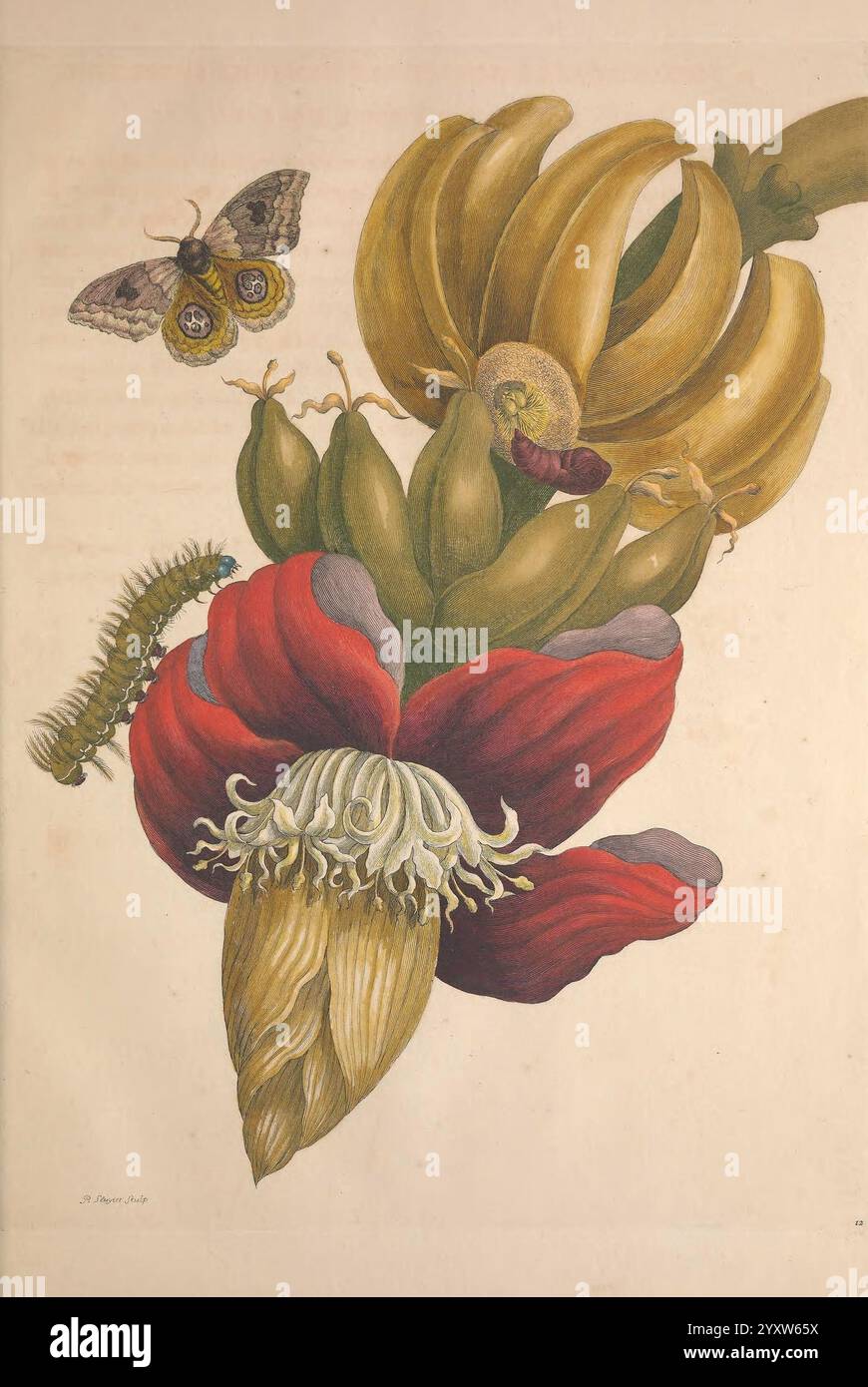 Science maria sibylla merian moth insect entomology caterpillar hi-res ...