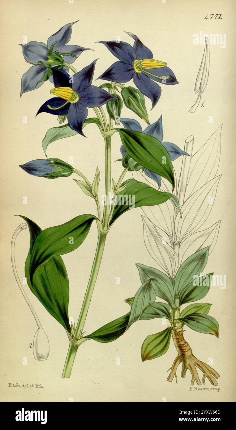 Botany periodicals pictorial works curtis maria curtis hi-res stock ...