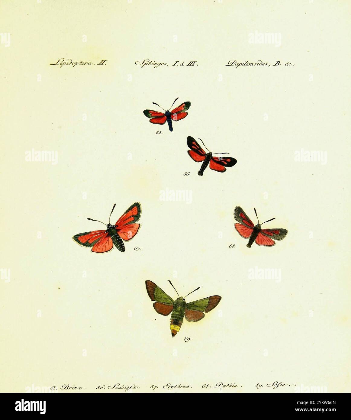 Hübner's, papilio. S.l, s.n, 1796-1841, lepidoptera., The illustration ...