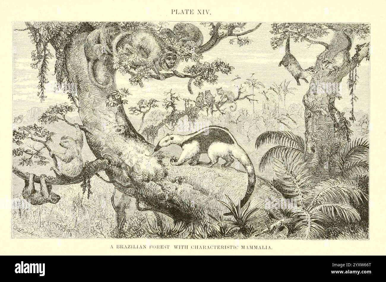 The, geographical, distribution, of, animals, 1876, paleontology ...