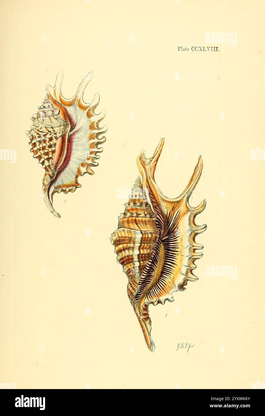 Two beautifully detailed shells hi-res stock photography and images - Alamy