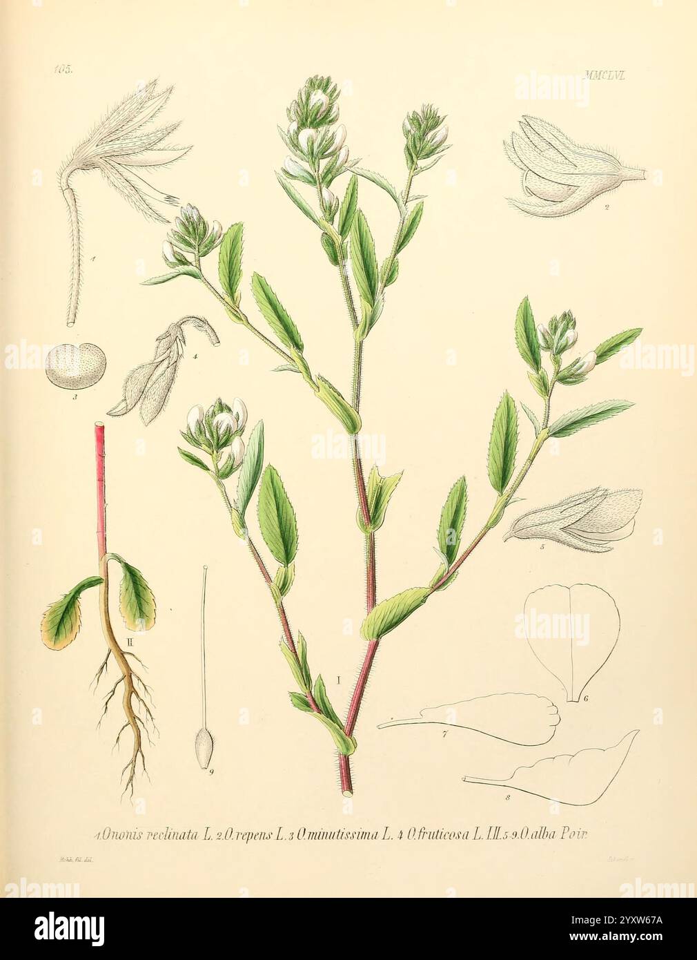 Plant species medicago sativa hi-res stock photography and images - Alamy