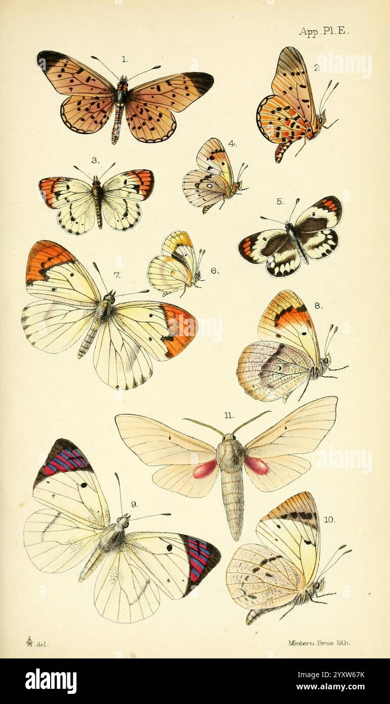 Lepidopteran order hi-res stock photography and images - Alamy