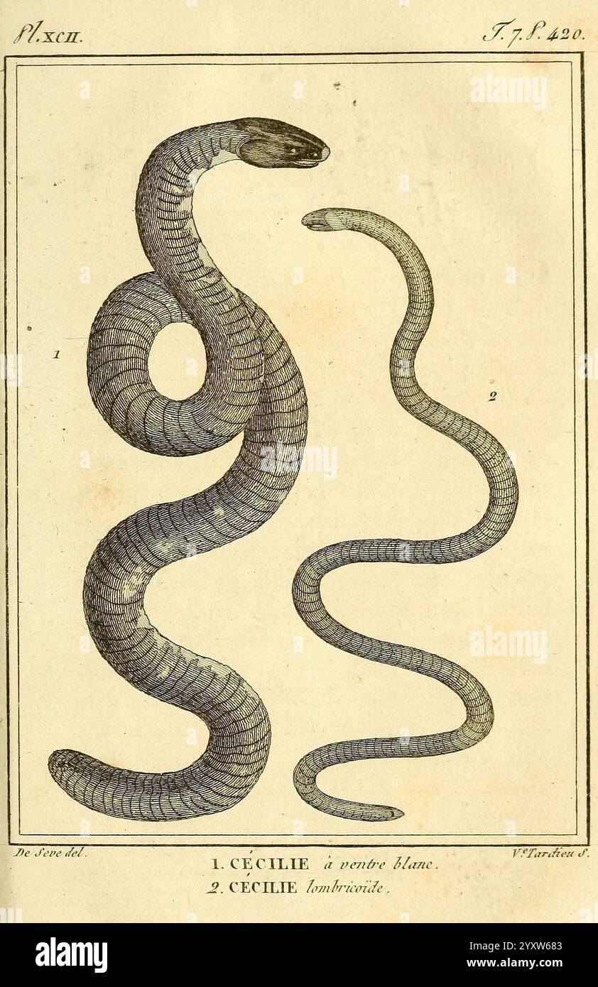 Histoire naturelle, générale et particulière, des reptiles A Paris, De ...