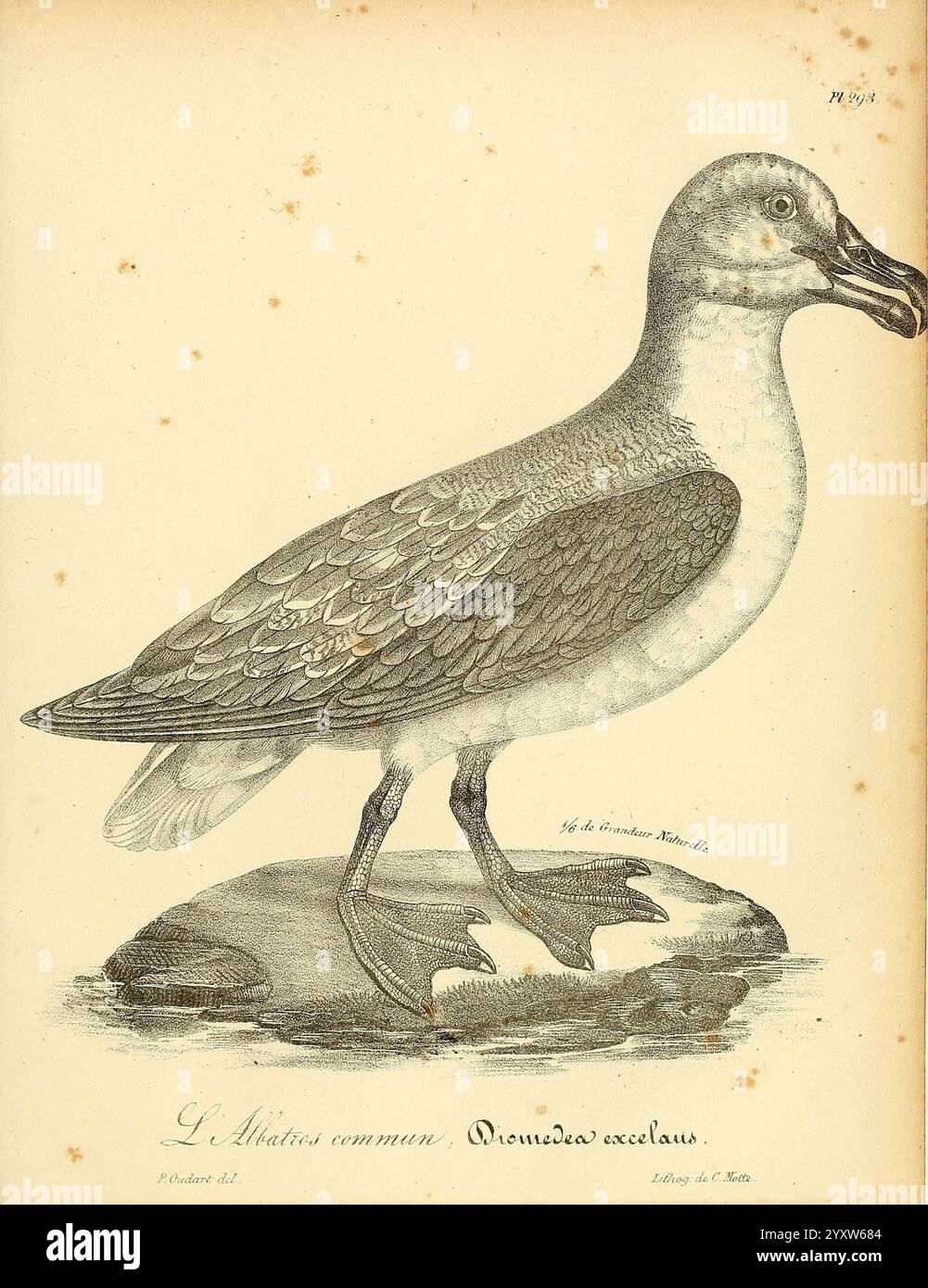 Albatross features hi-res stock photography and images - Alamy