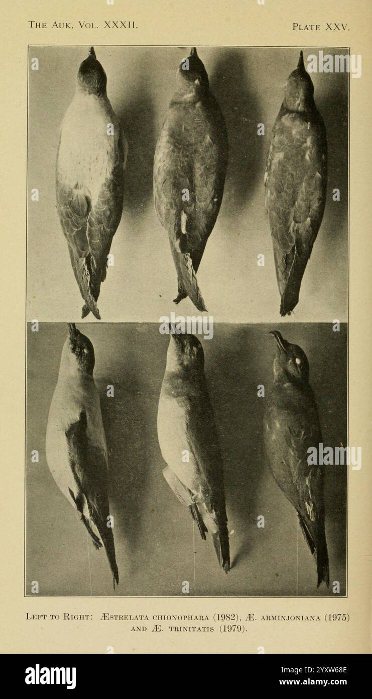 Top row features three individual birds hi-res stock photography and ...