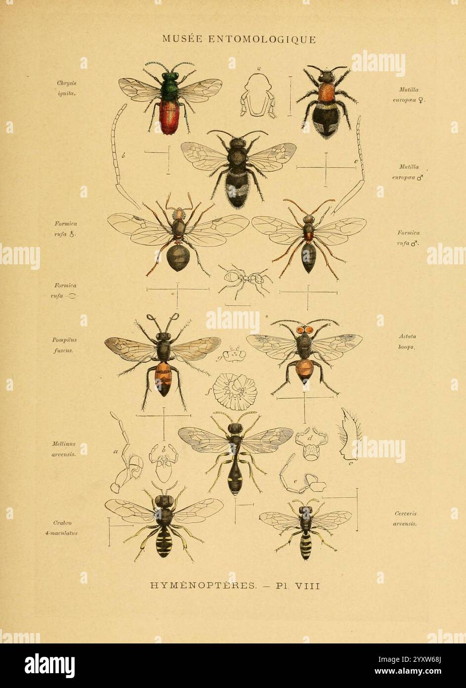 Illustrated chart features various species hi-res stock photography and ...