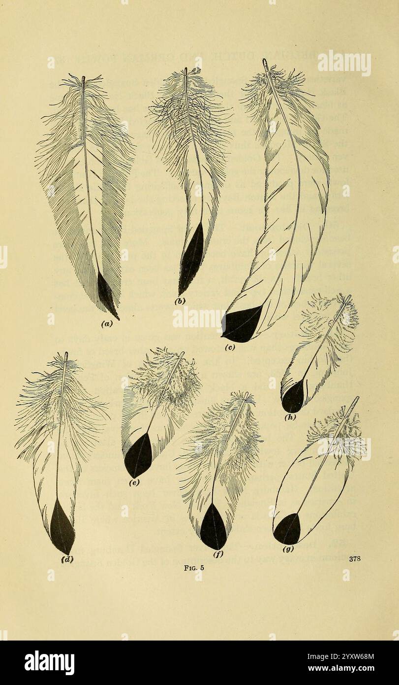 The book of poultry New York, The Macmillan Company, 1921. poultry ...