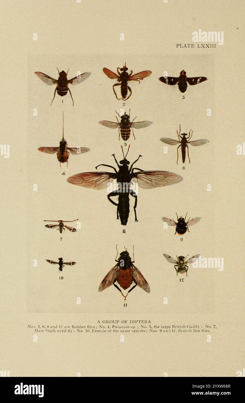 Insect life London A. & C. Black, ltd, 1921 Arthropoda Entomology ...