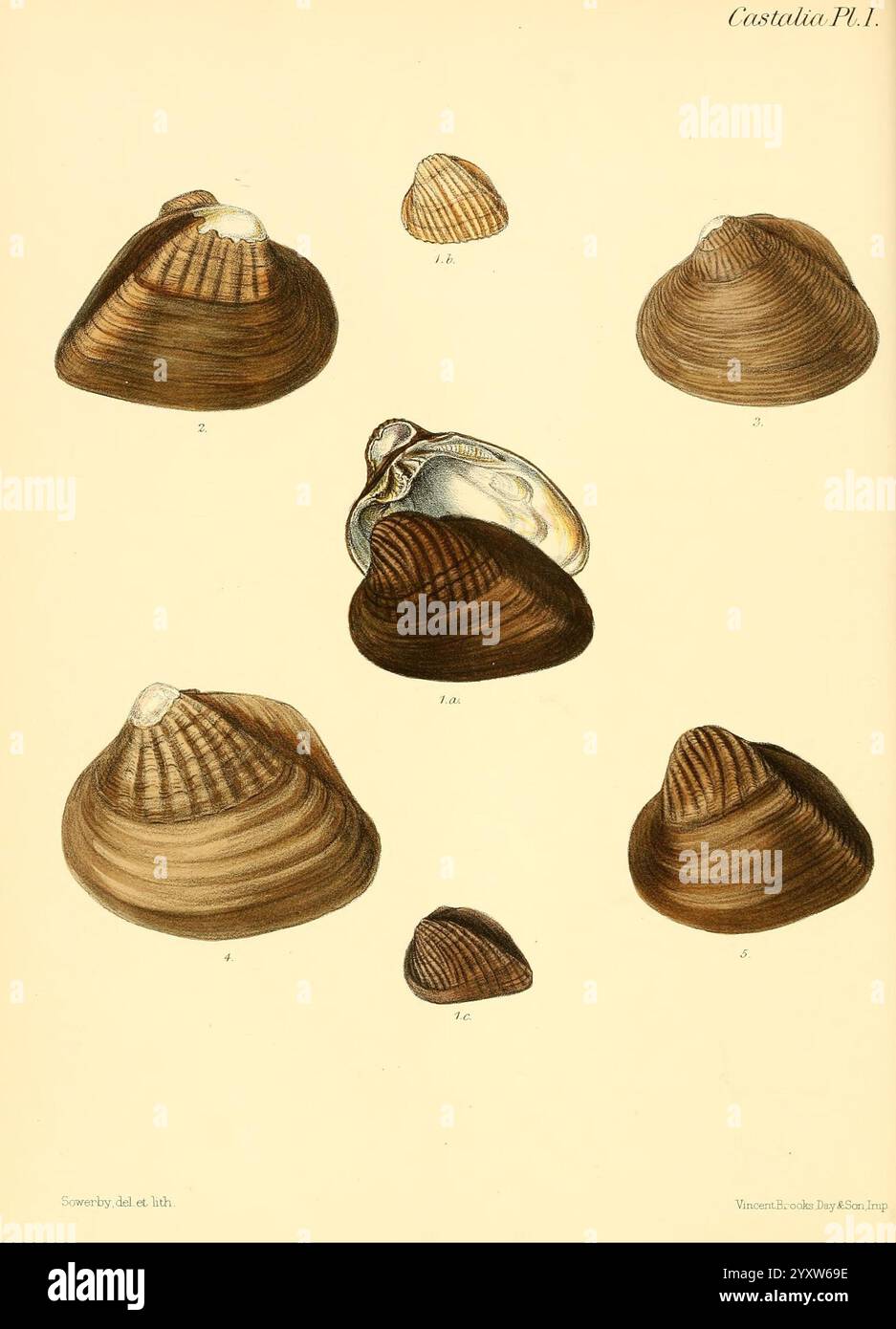 Conchologia iconica, or Illustrations of the shells of molluscous ...