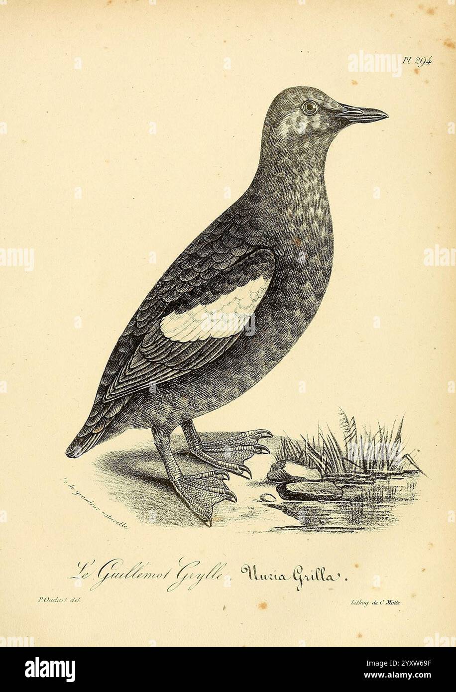 La galerie des oiseaux, Paris, Carpentier-Méricourt, 1834, birds ...