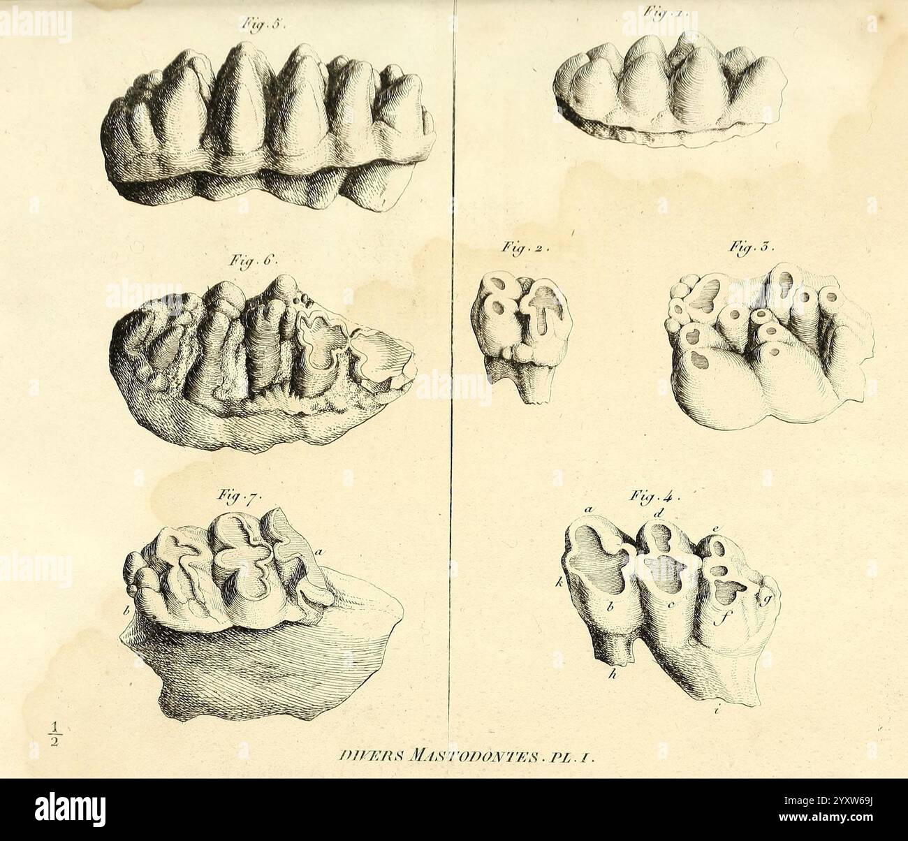 Understanding dental form hi-res stock photography and images - Alamy