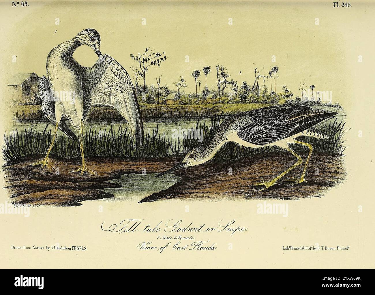 Scene depicts two shorebirds engaged hi-res stock photography and ...