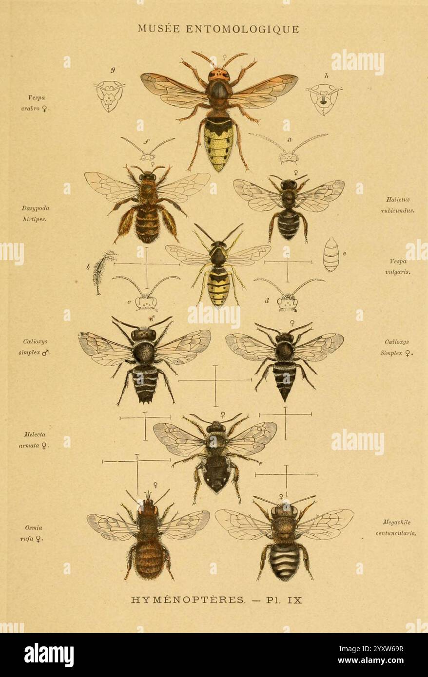 Les insectes, Paris, J. Rothschild, 1878, classification, entomology ...