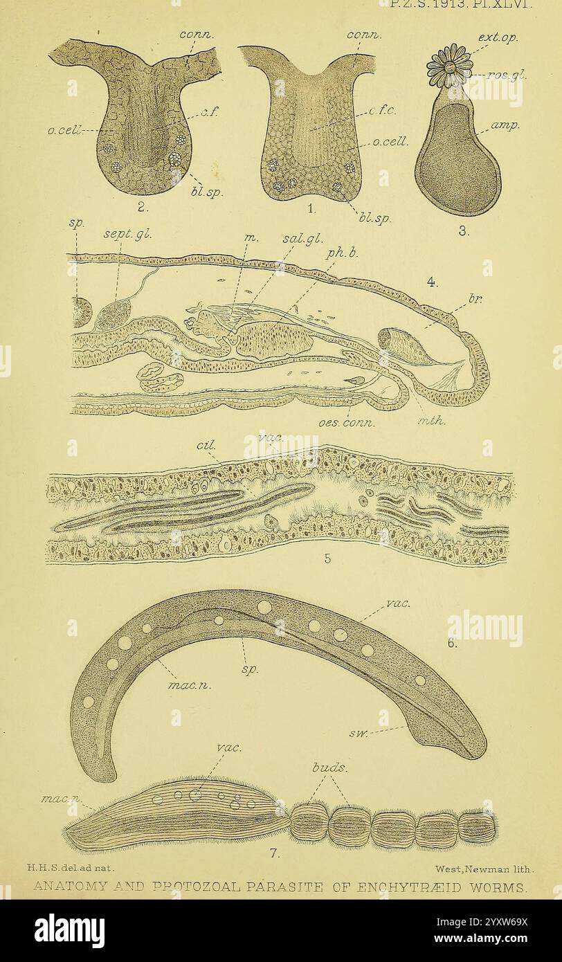 Segmented arrangements hi-res stock photography and images - Alamy
