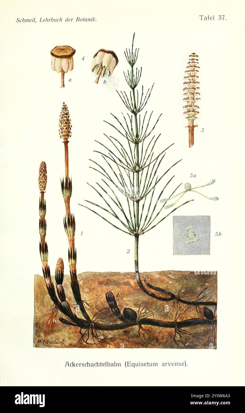 Phylum tracheophyta taxonomy hi-res stock photography and images - Alamy