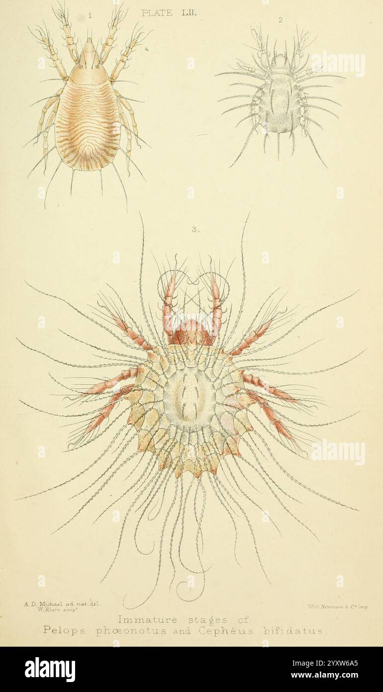 Immature mites hi-res stock photography and images - Alamy