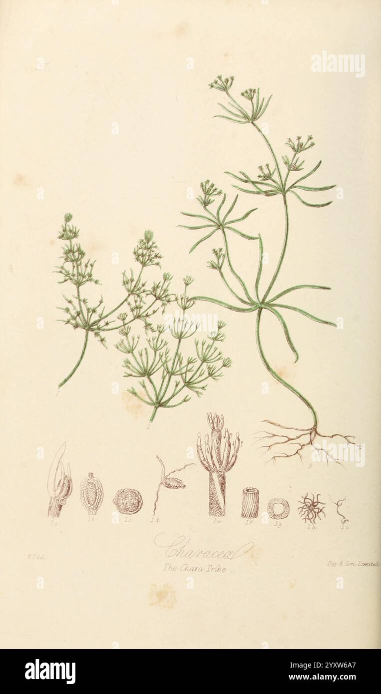 Illustrations of the Natural Orders of Plants with Groups and ...