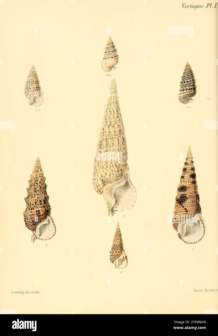 Intricate surface markings hi-res stock photography and images - Alamy