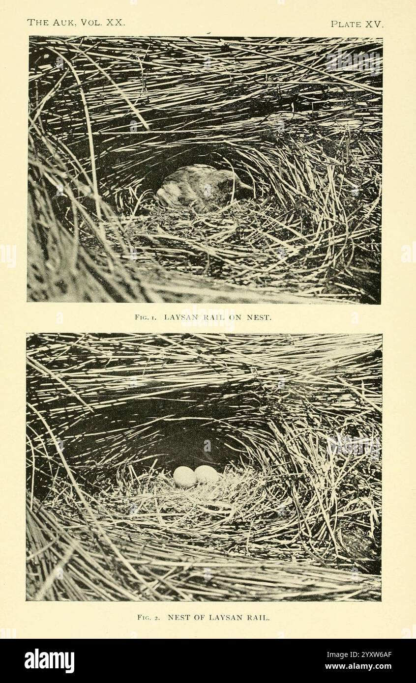 The Auk, Washington, D.C, American Ornithologists' Union, 1884, birds ...