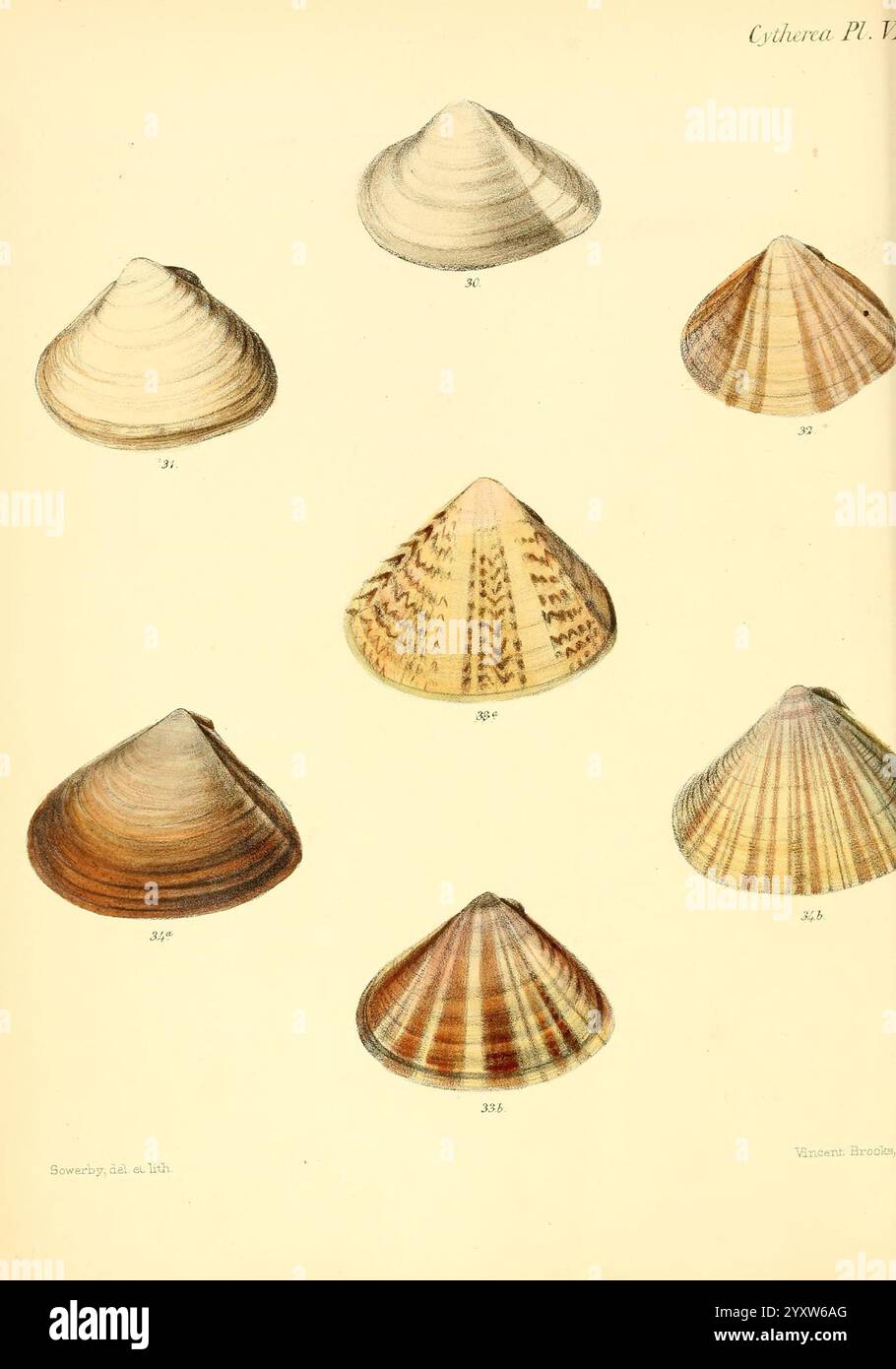 Exhibit intricate stripes hi-res stock photography and images - Alamy