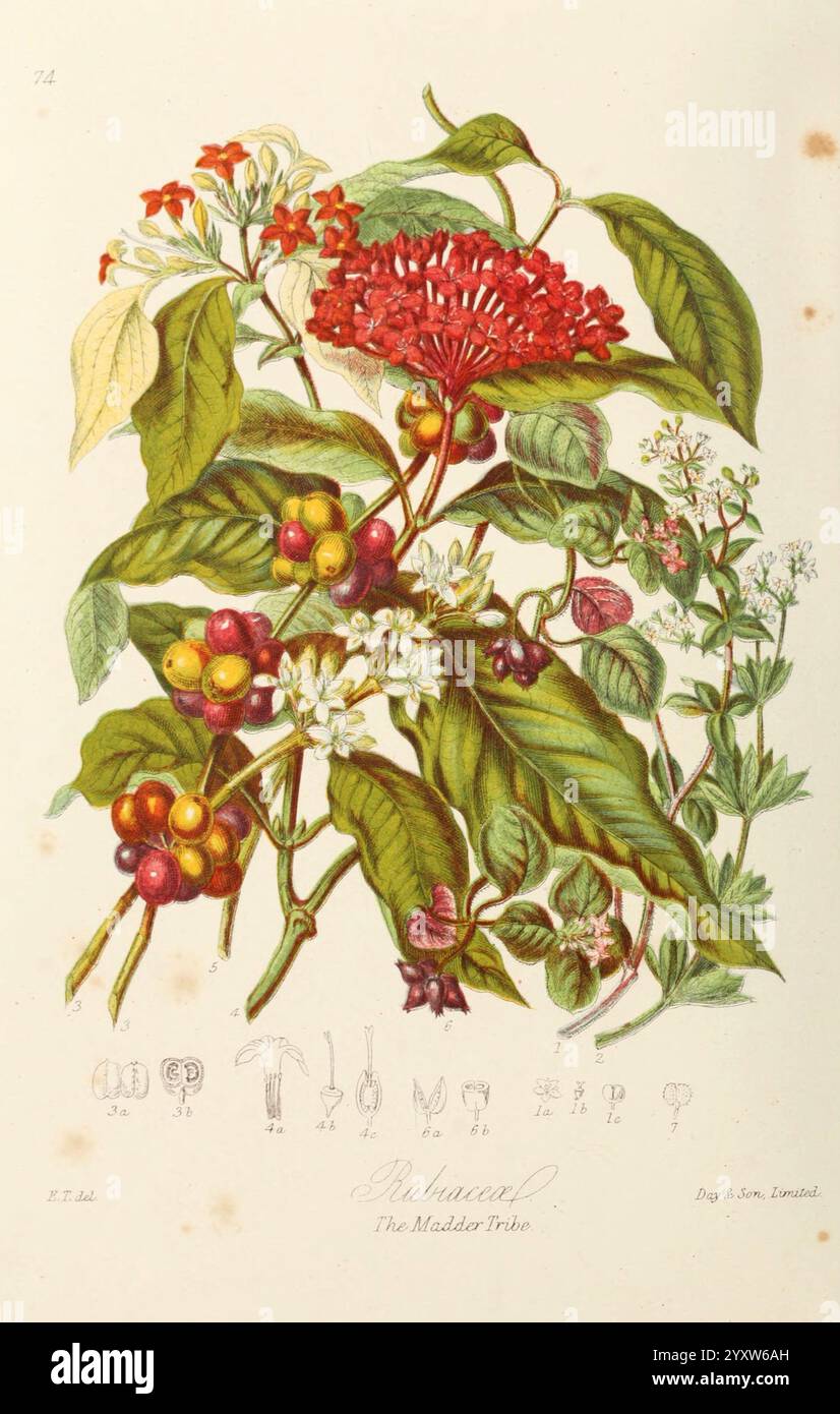 Illustrations of the natural orders of plants with groups and ...