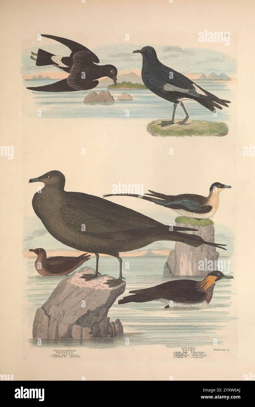 Two additional seabirds hi-res stock photography and images - Alamy