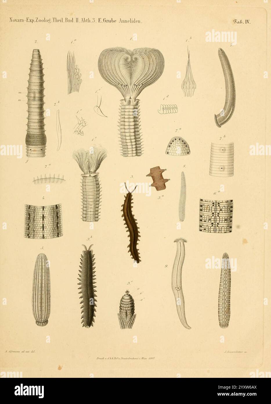 Different morphological adaptations hi-res stock photography and images ...