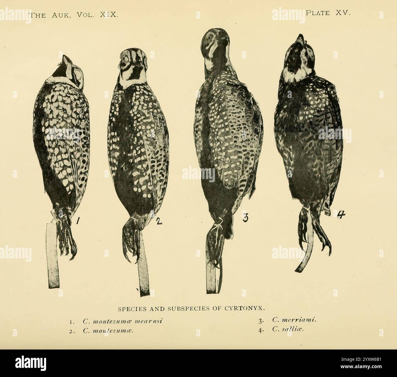 Showcases variations hi-res stock photography and images - Alamy