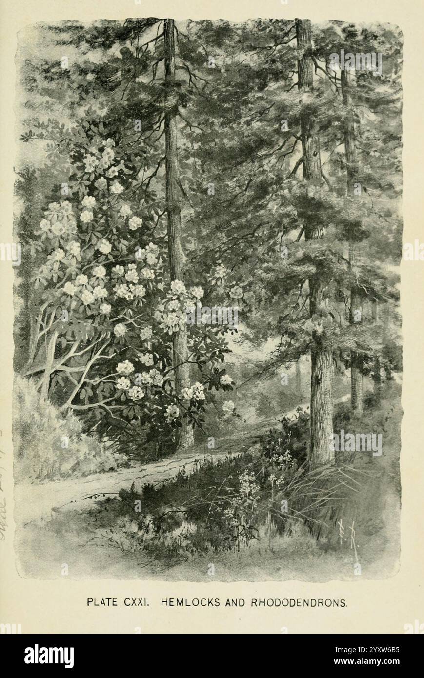 Majestic hemlock trees hi-res stock photography and images - Alamy
