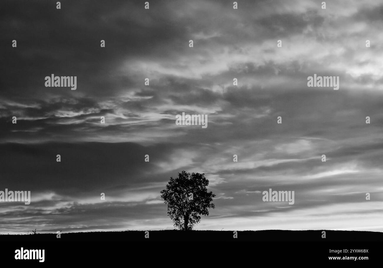Tree silhouette against a mackerel cloudscape Stock Photo - Alamy