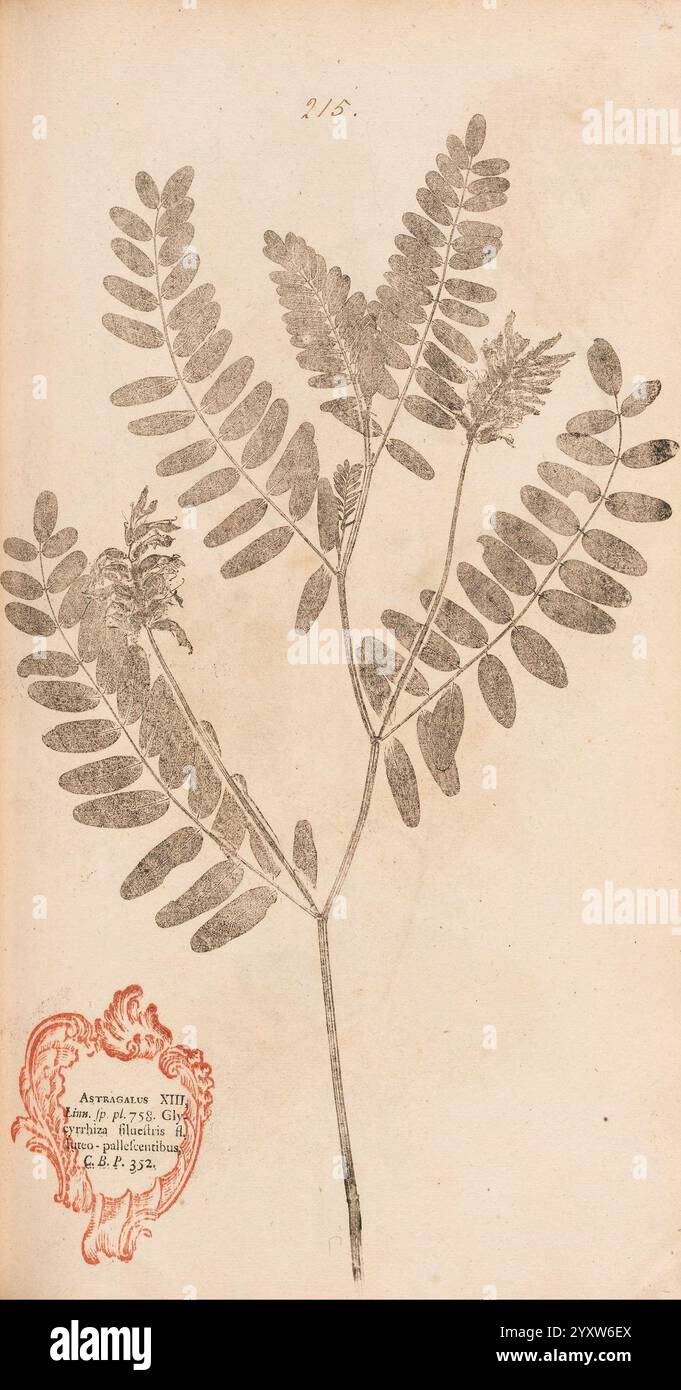 Flora Berolinensis, Berlin, Die Schule, 1757-1758, Astragalus ...