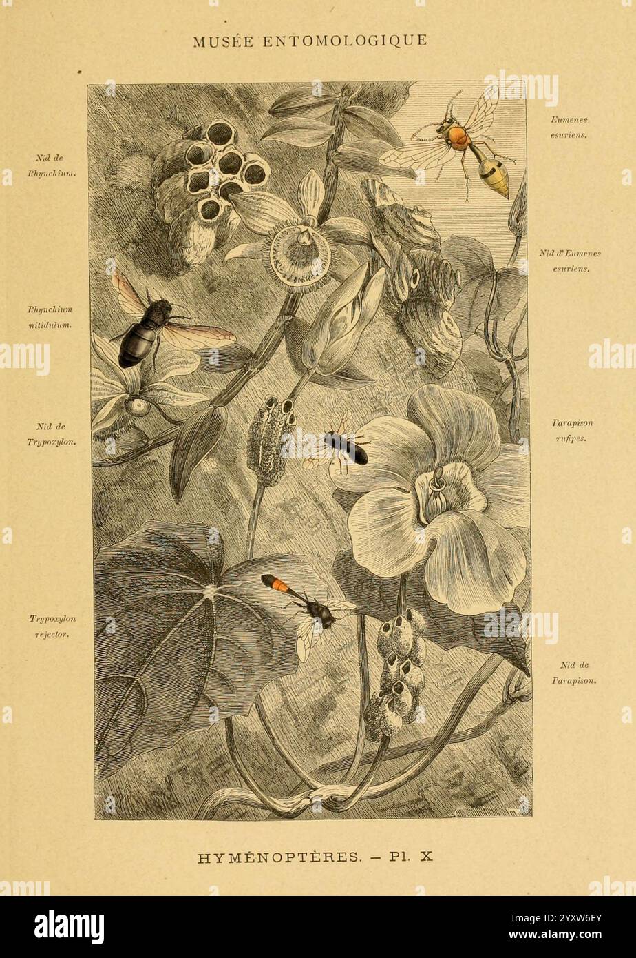 French terminology hi-res stock photography and images - Alamy